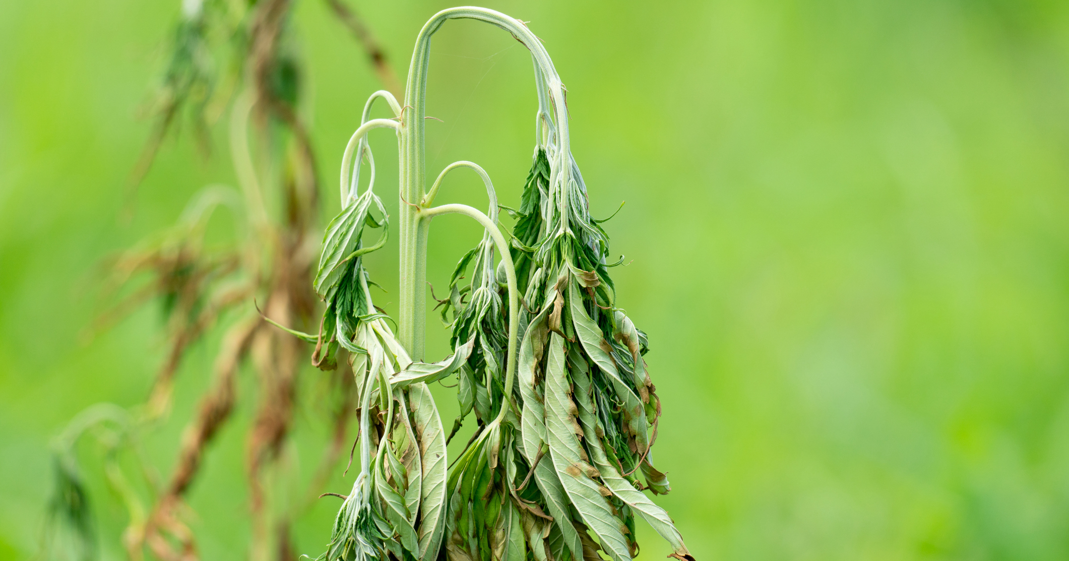 Avoiding Root Rot & Uneven Growth | California's Leading Cannabis ...