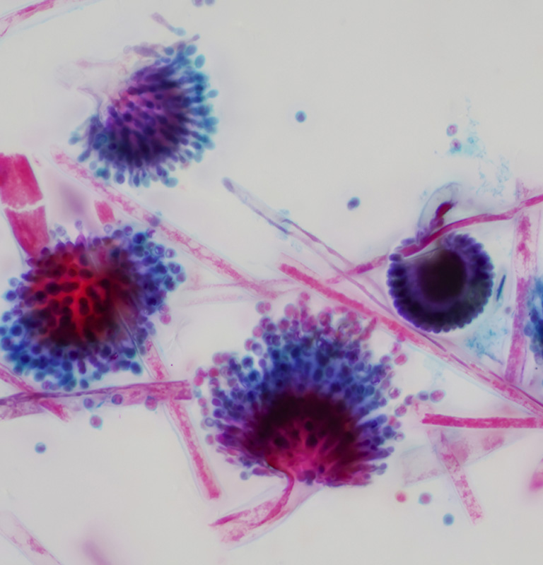 Cannabis Mycotoxins Testing in California | California's Leading ...